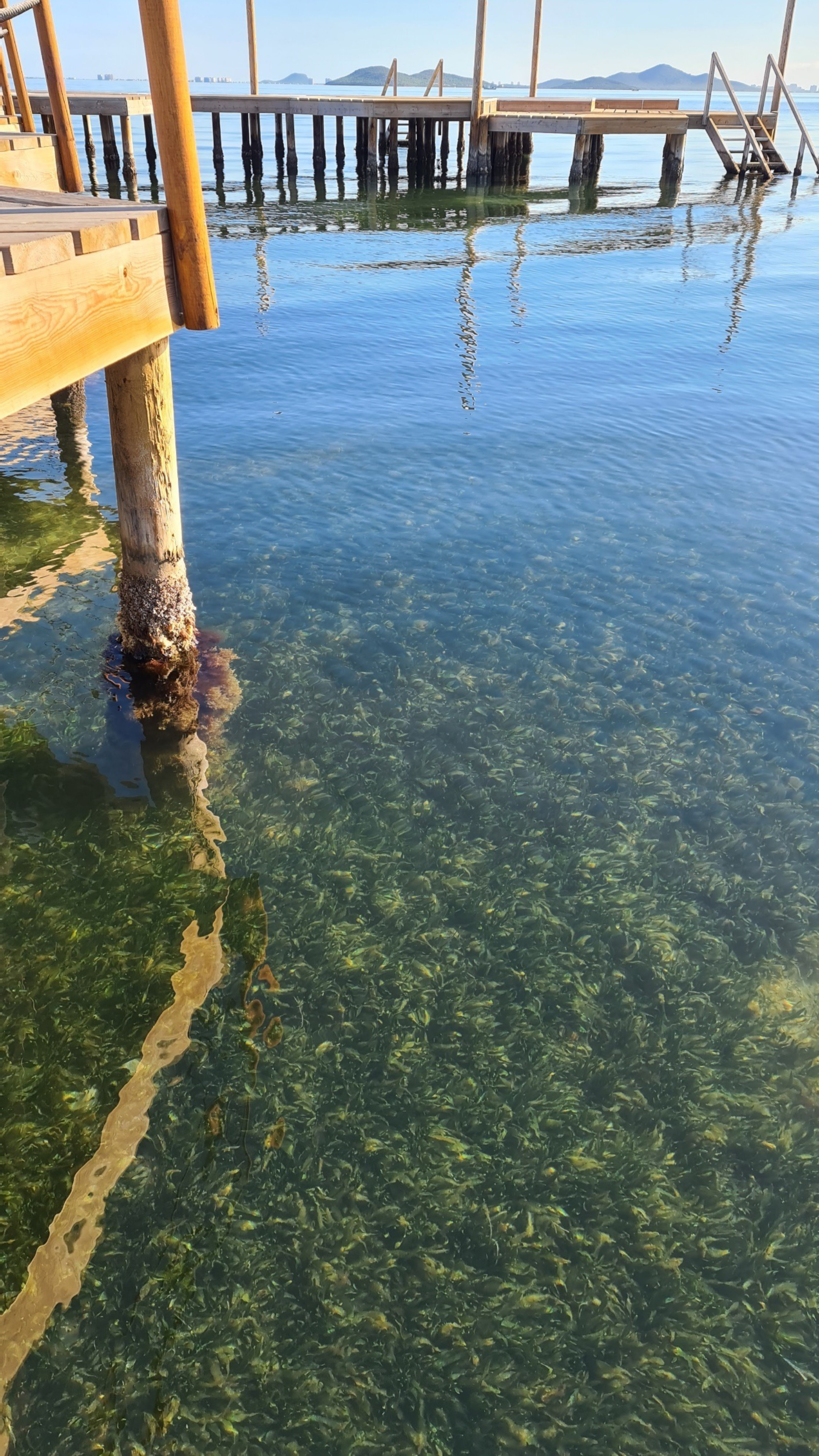 The problem of Mar Menor algae – Proyecto Algarikon