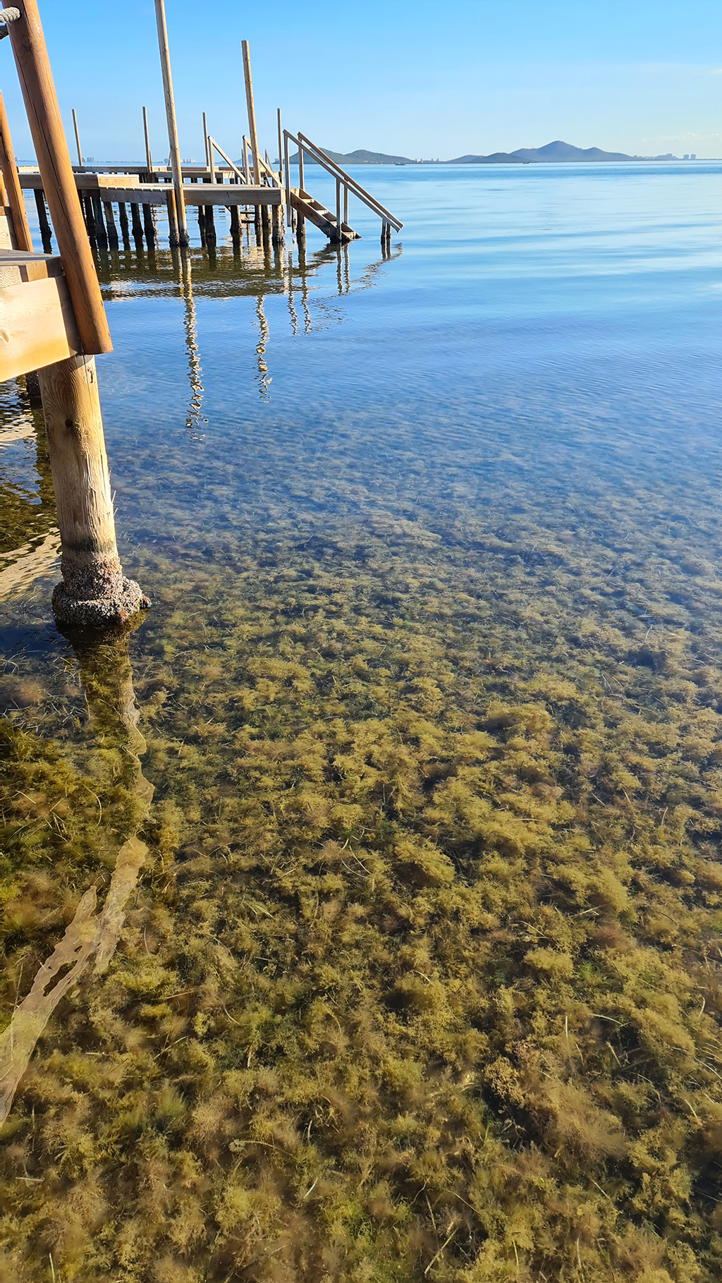 El problema de las algas del Mar Menor – Proyecto Algarikon